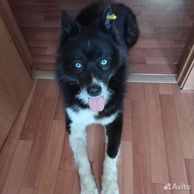 Метис Якутской лайки