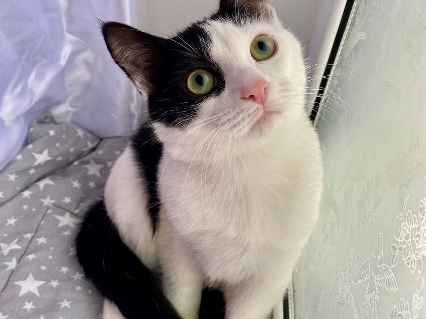 Котенок в дар. чб