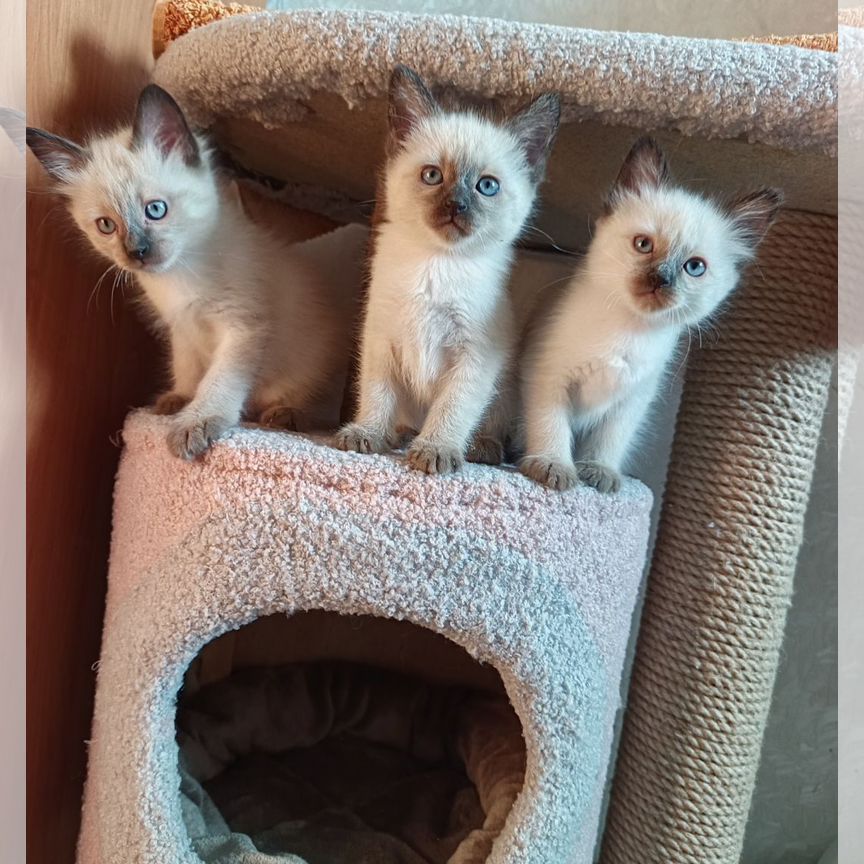 Меконгский бобтейл котёнок