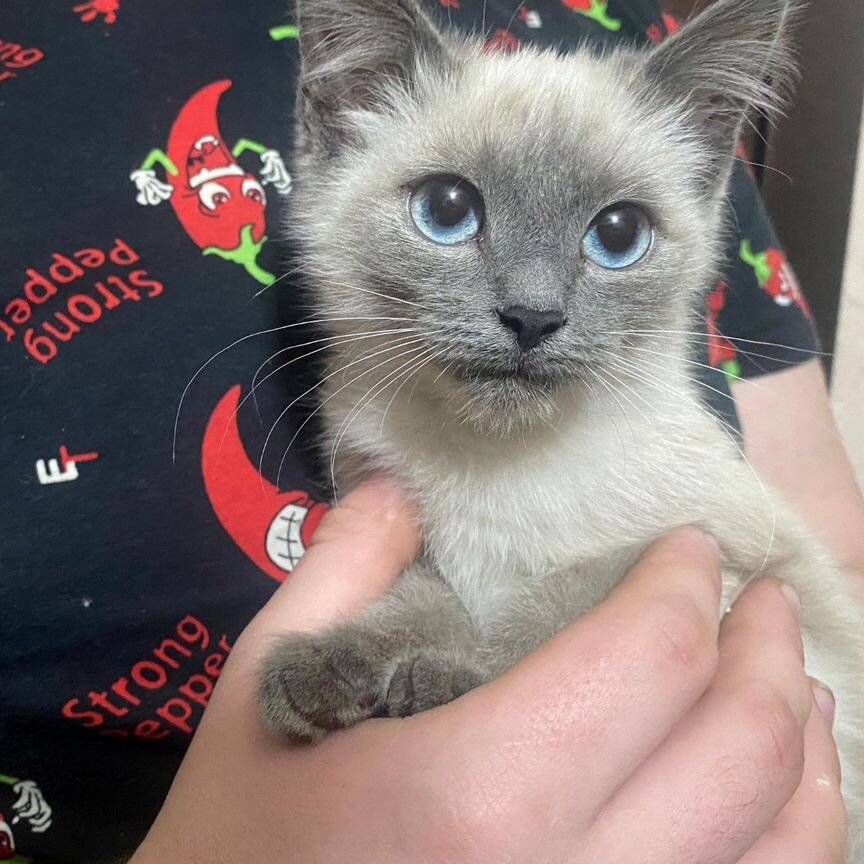 Сиамский котёнок