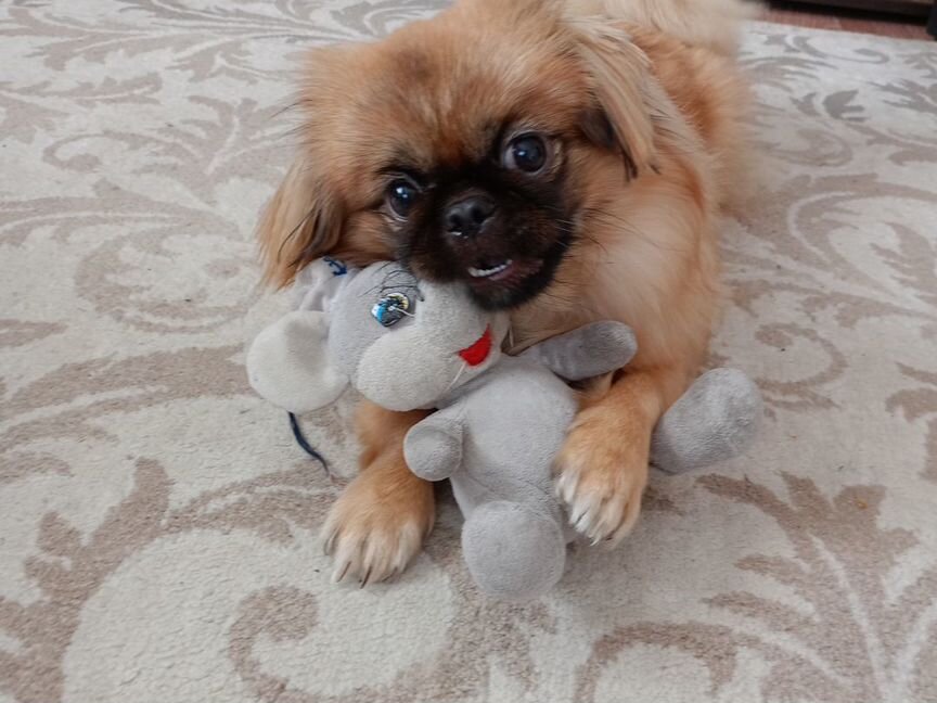 Ищем жениха для случки пекинеса