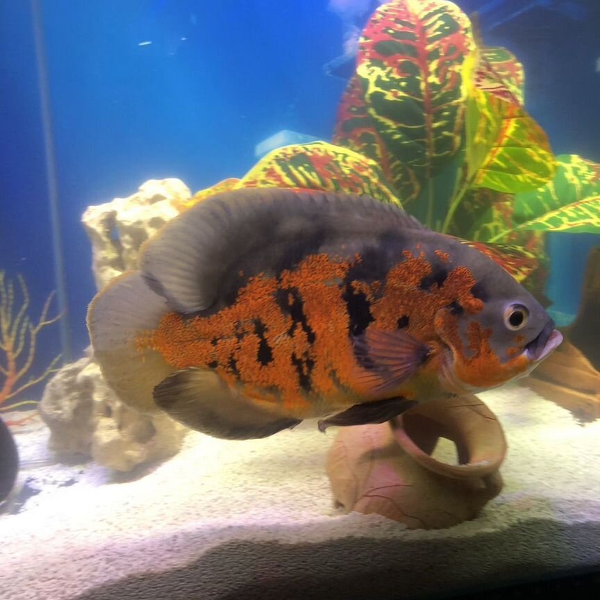 Аквариумные рыбы бесплатно