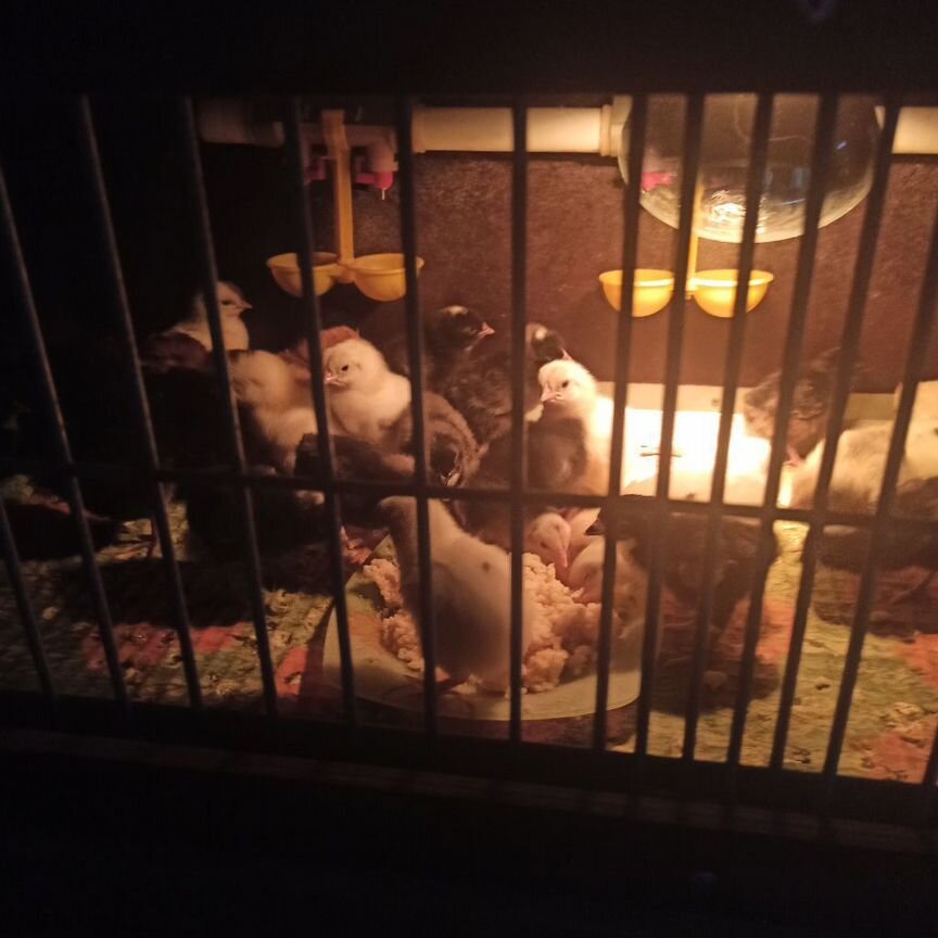 Цыплята суточные несушки