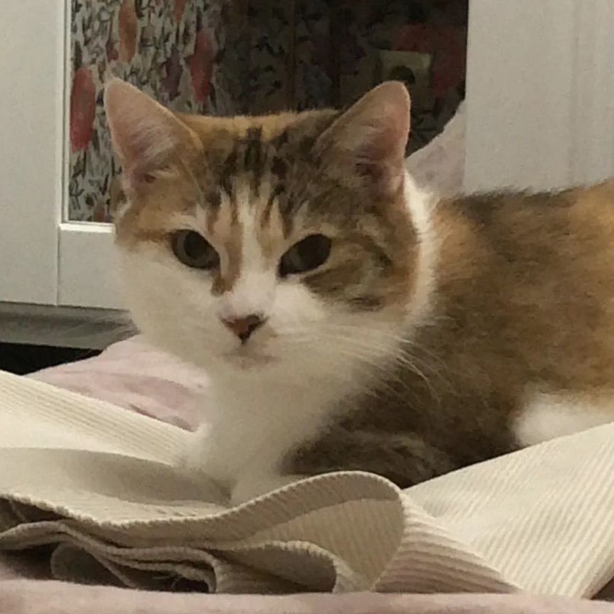 Кошка с пожизненным содержанием