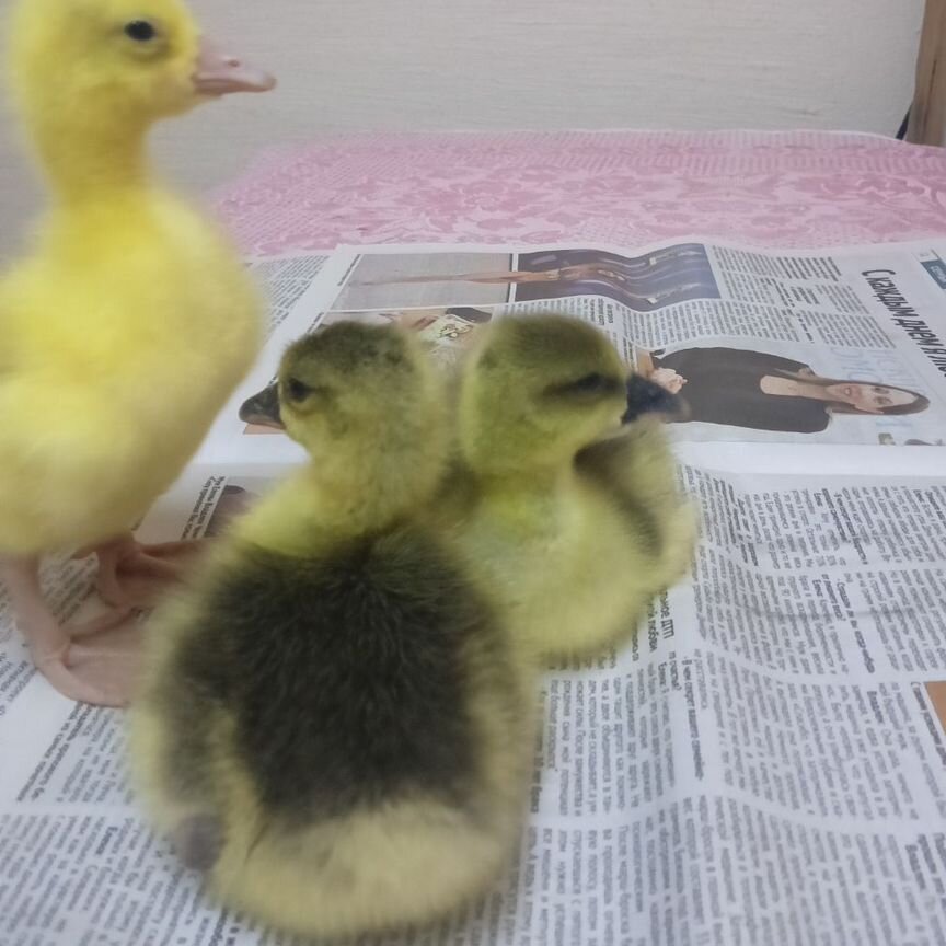 Гусята суточные
