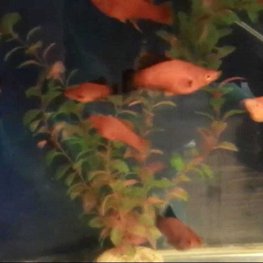 Меченосцы флаговые