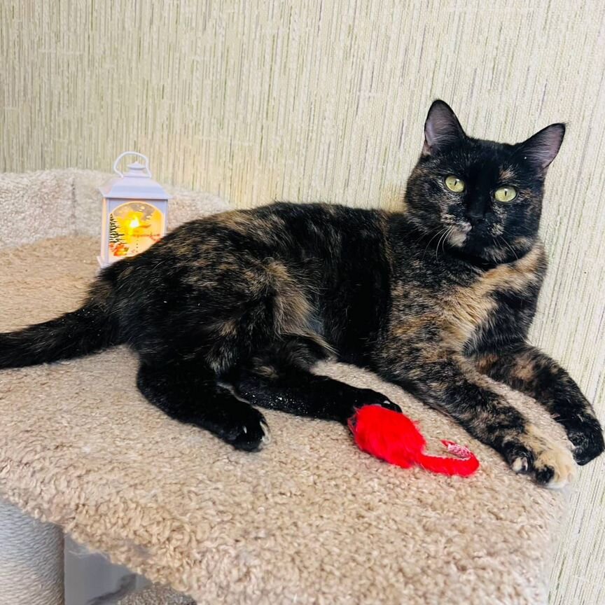 Взрослая, кошка в добрые руки