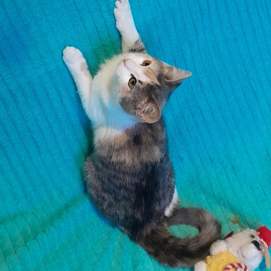 Котенок девочка 4 месяца