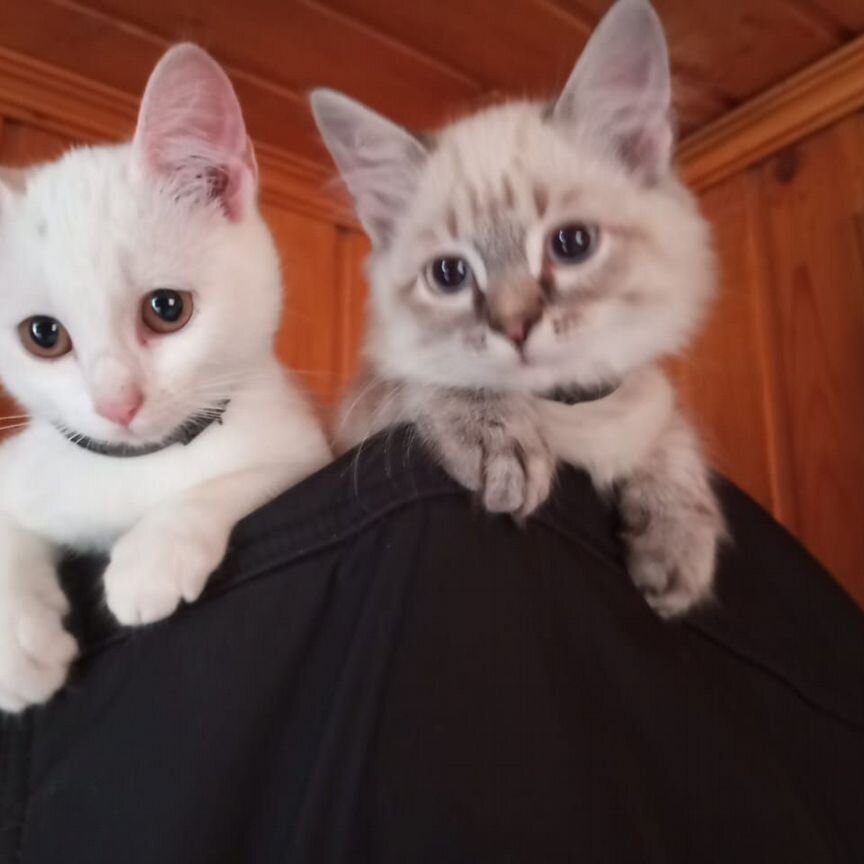 Детки-конфетки ищут дом