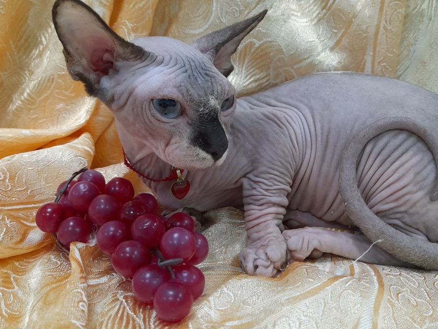 Сфинкс бамбино