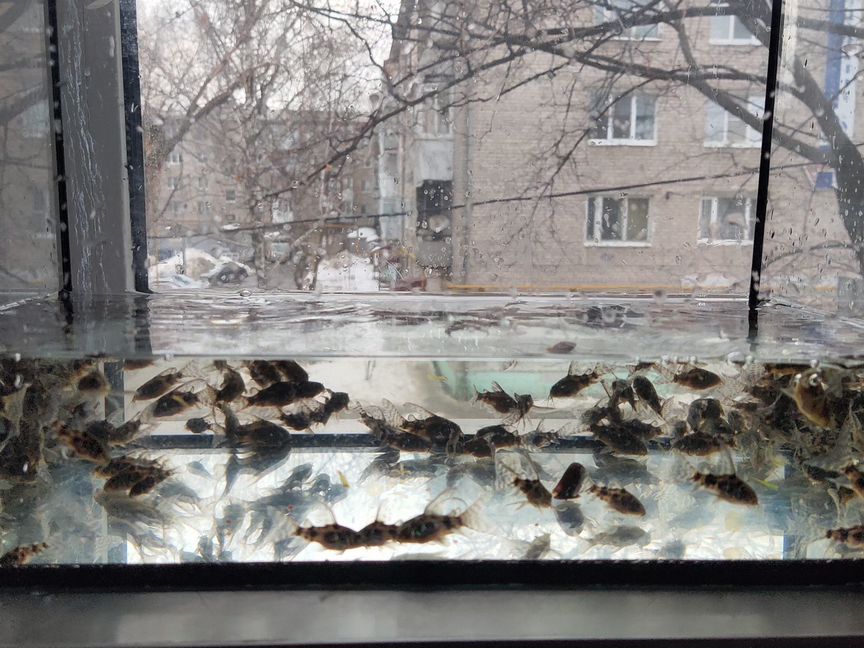 Аквариумные рыбы