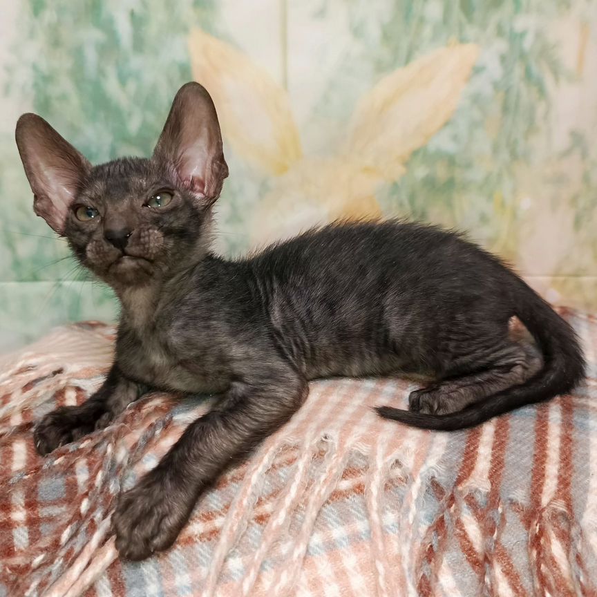 Серенгети котёнок