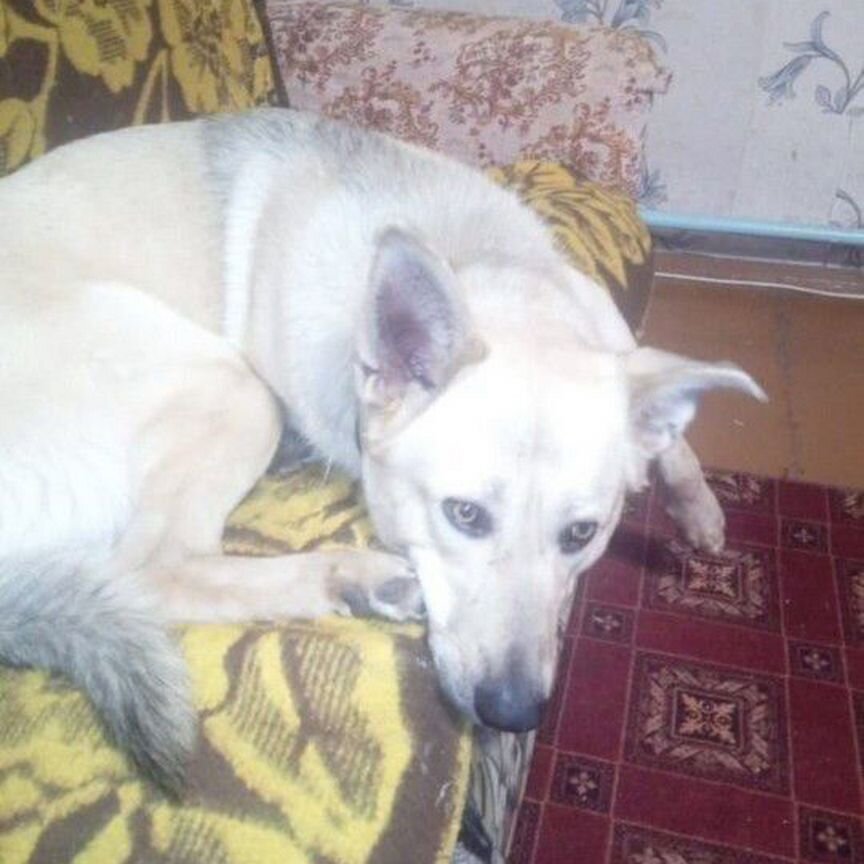 Собачки в добрые руки