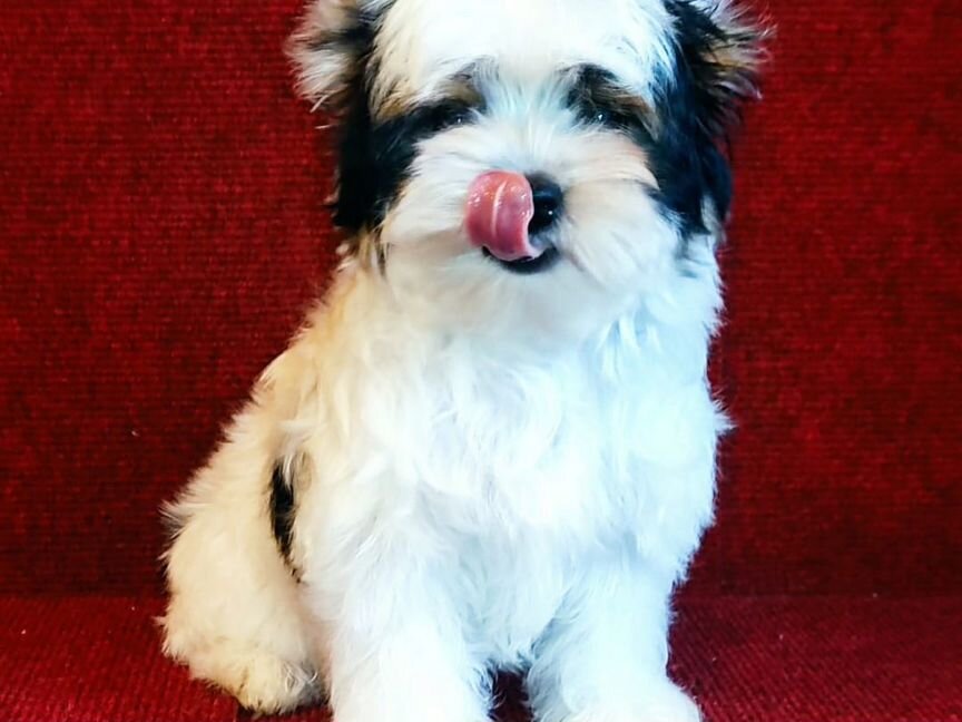 Сэр обаяние