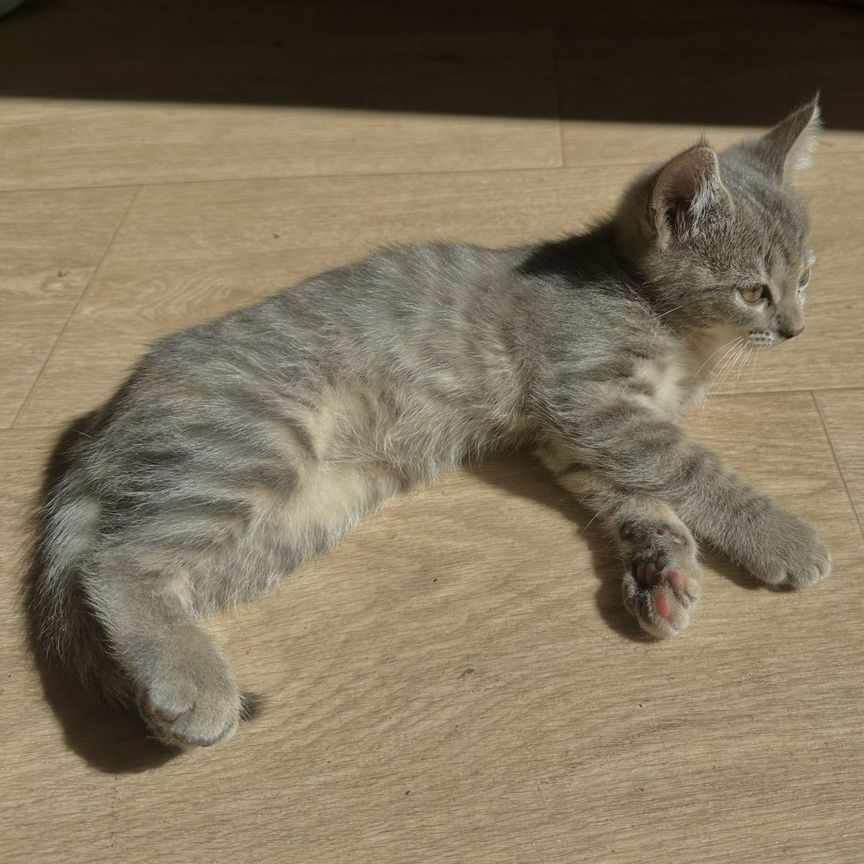 Котёнок от частного владельца