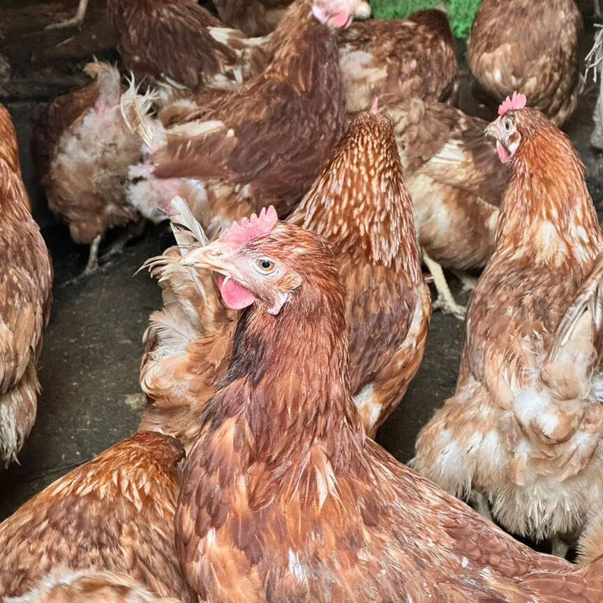 Куры несушки