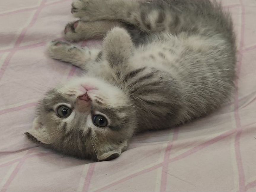 Кошечка