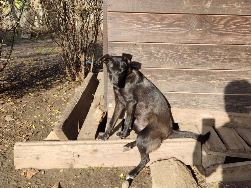 Собака бесплатно
