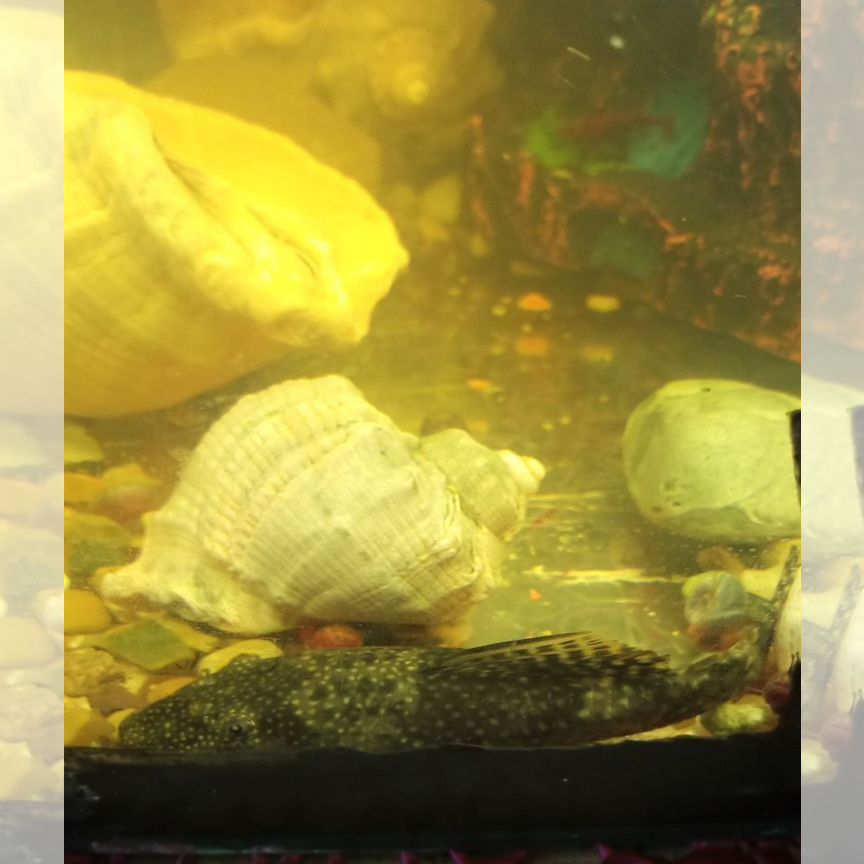 Сомики анциструс и 2шт коридорас