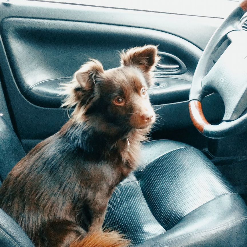 Немецкий шпиц, взрослый пёс