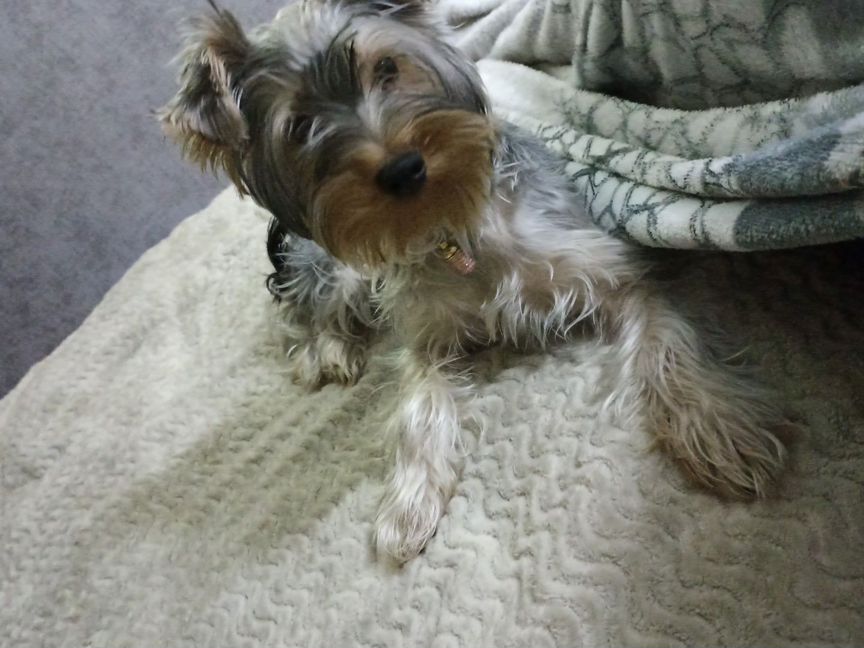 Йоркширский терьер девочка