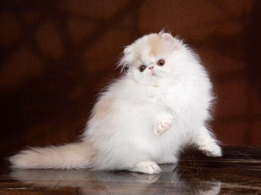 Персидский котёнок