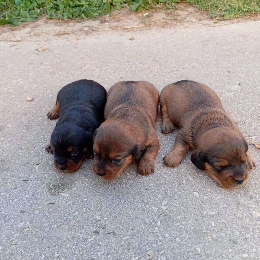 Собака в добрые руки щеноки таксы