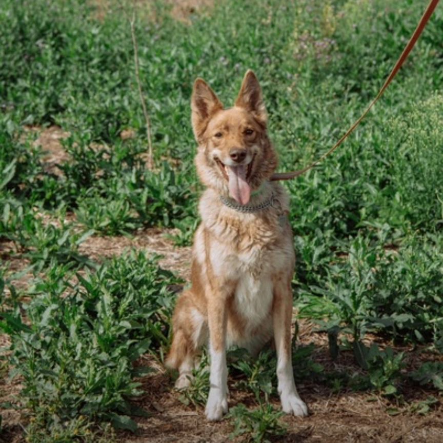 Идеальная квартирная собака
