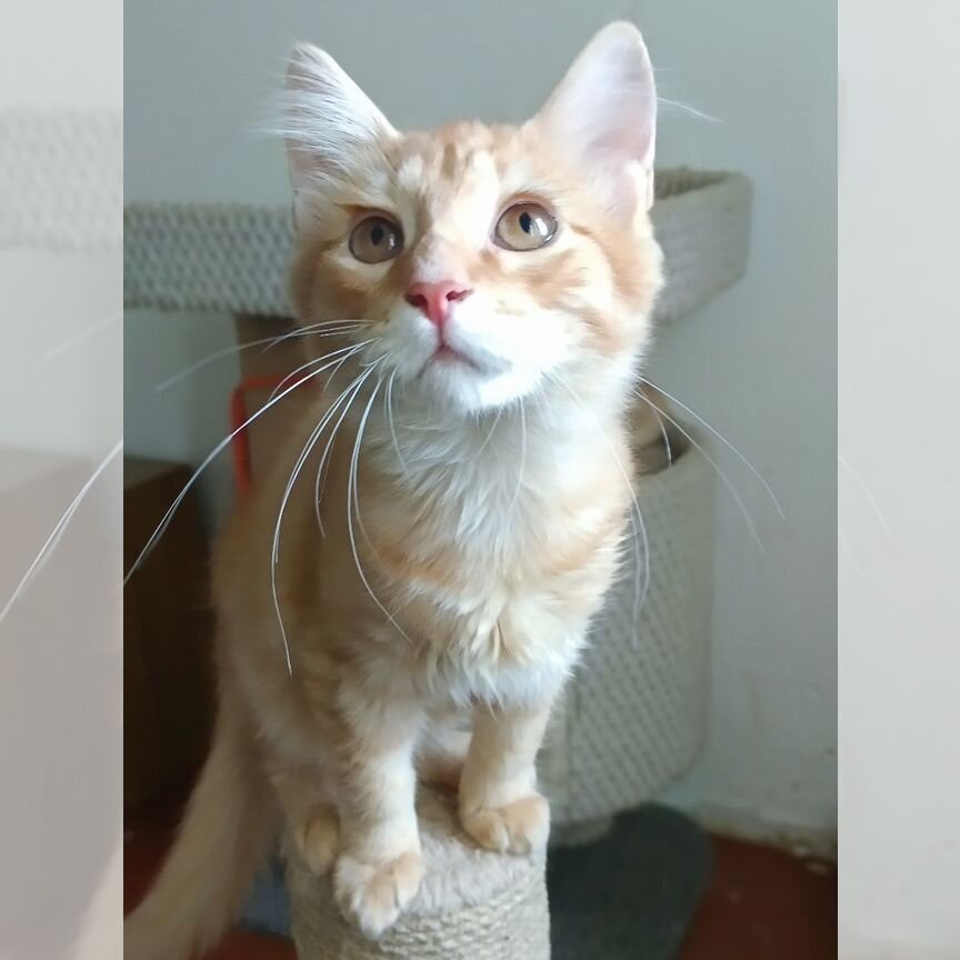 Рыжий котенок