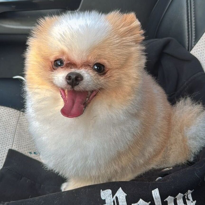 Мини шпиц вязка