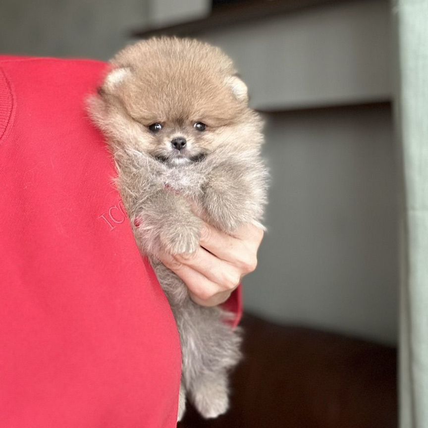 Померанский шпиц мини