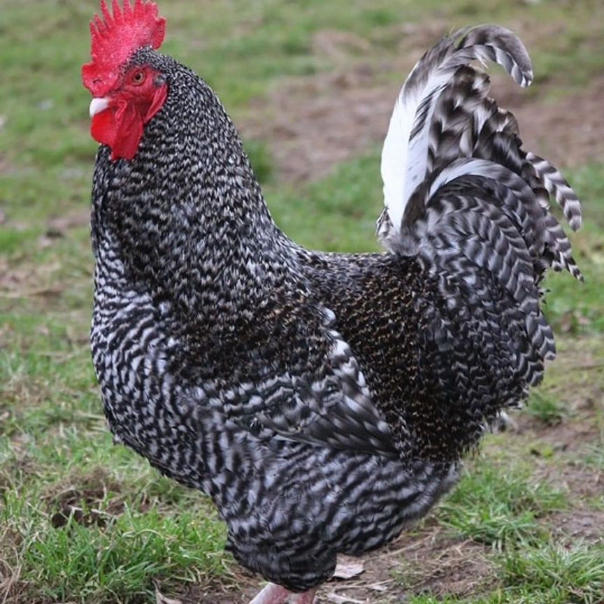 Куры несушки доставка сегодня