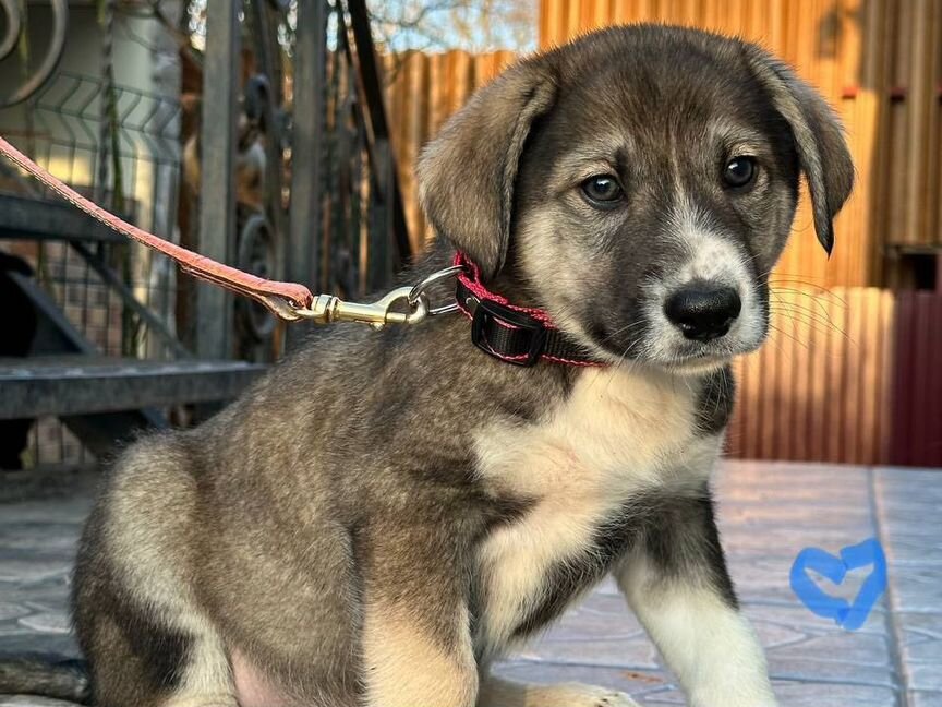 Щенок 2-месячный в добрые руки