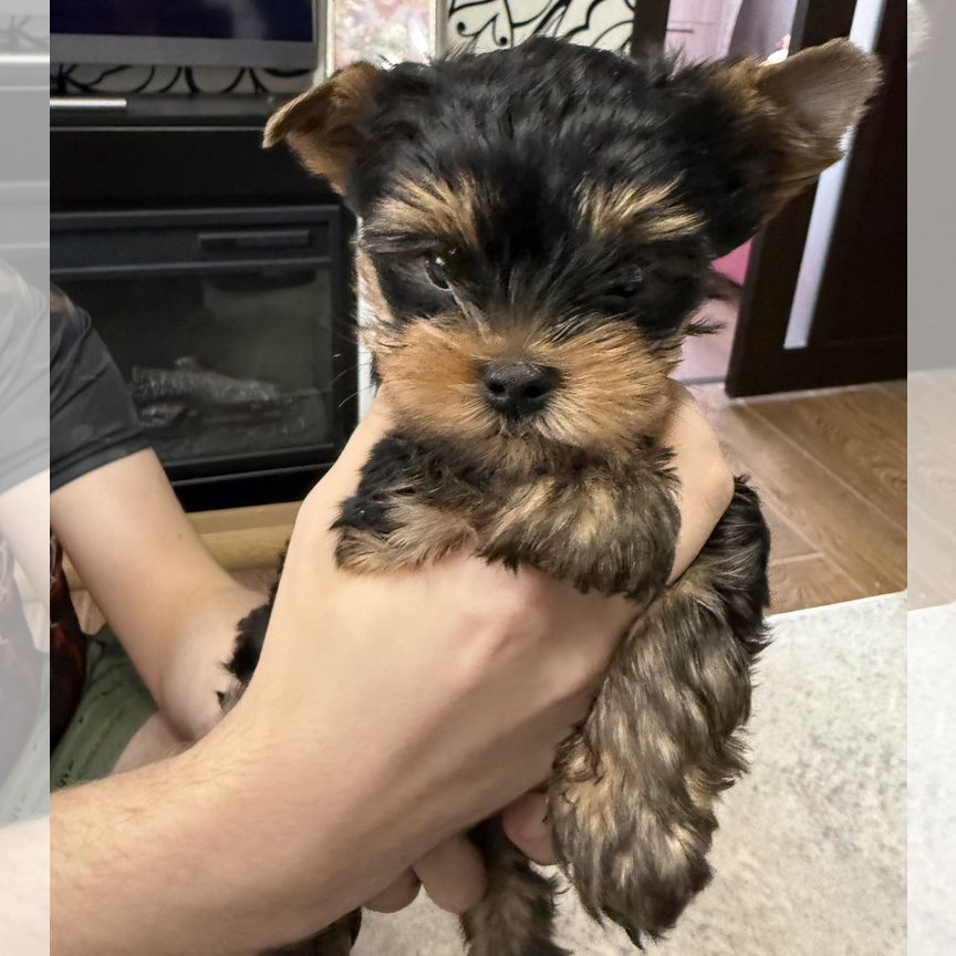 Йоркширский терьер, щенок