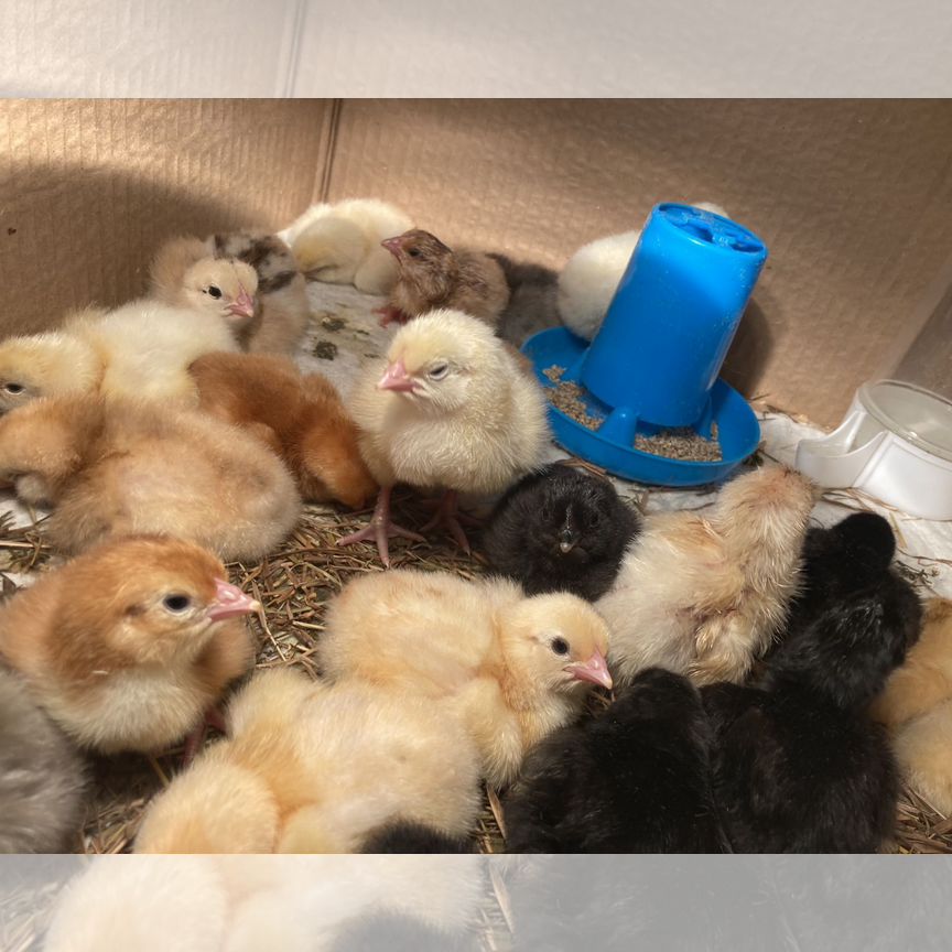 Цыплята несушки