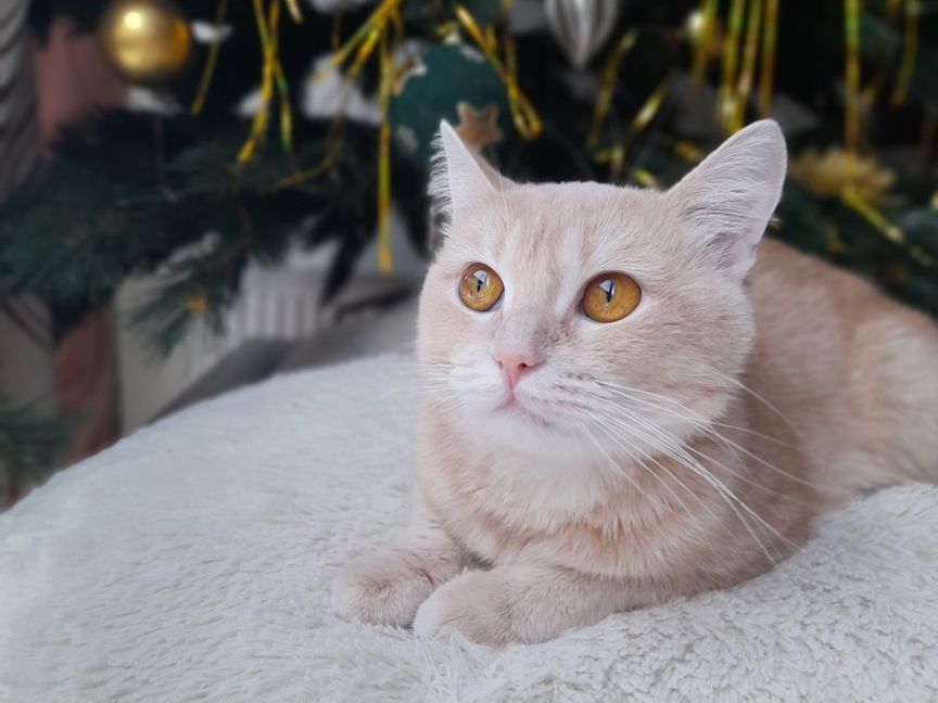 Кошка молодая в добрые руки