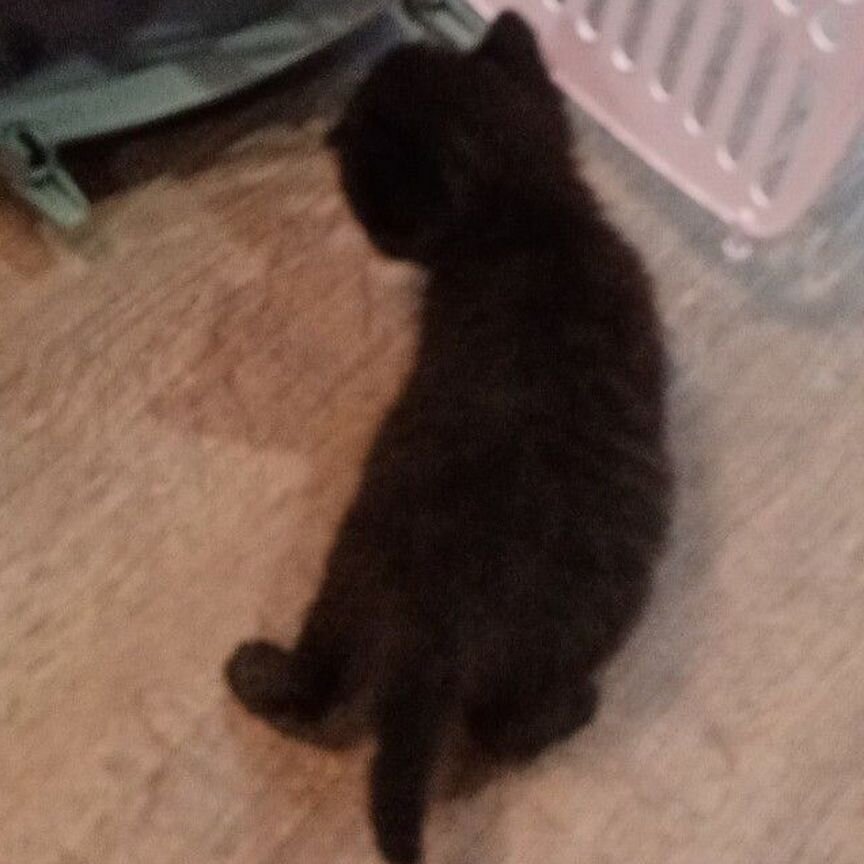 Котёнок