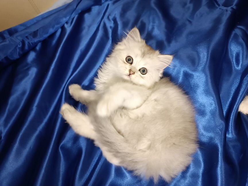 Шиншилловые вислоухие котята