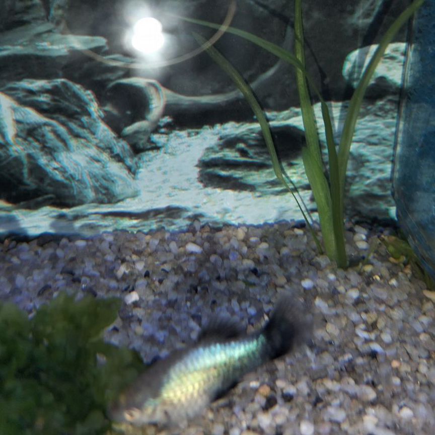 Пецилия голубой неон