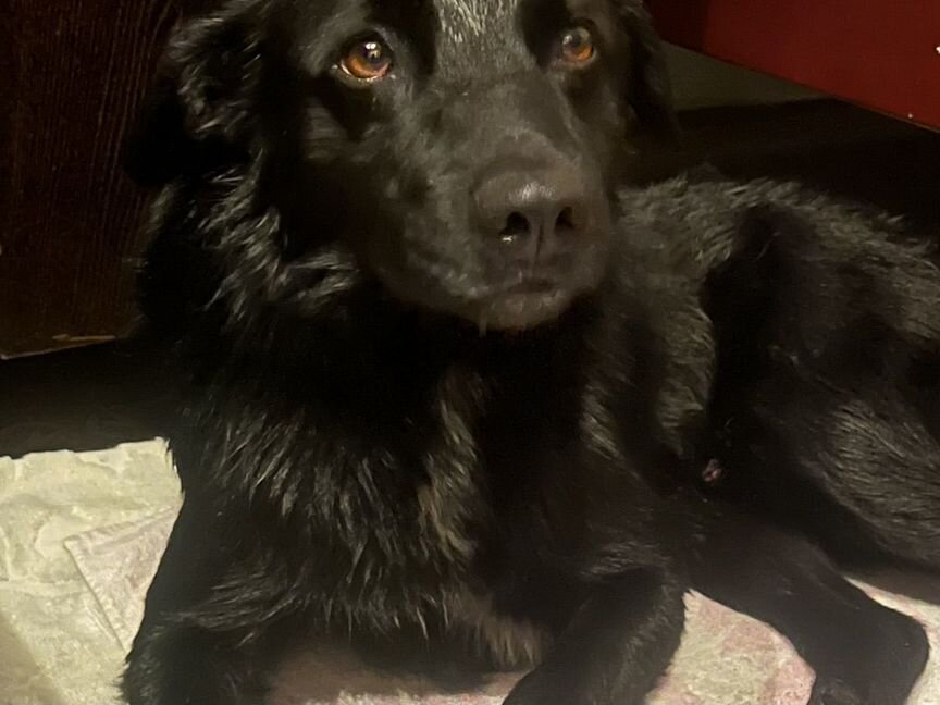 Нашли щенка мальчика