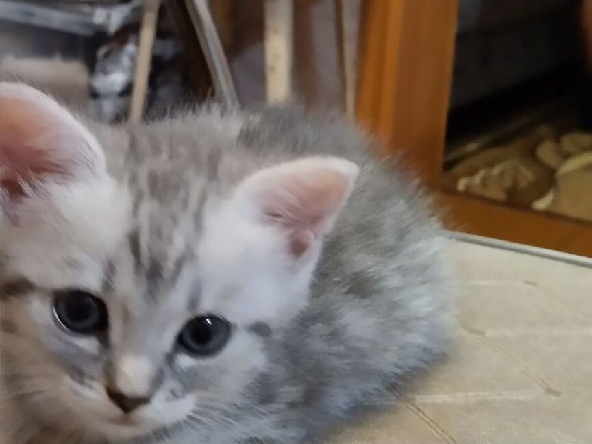 Шотландская вислоухая кошка