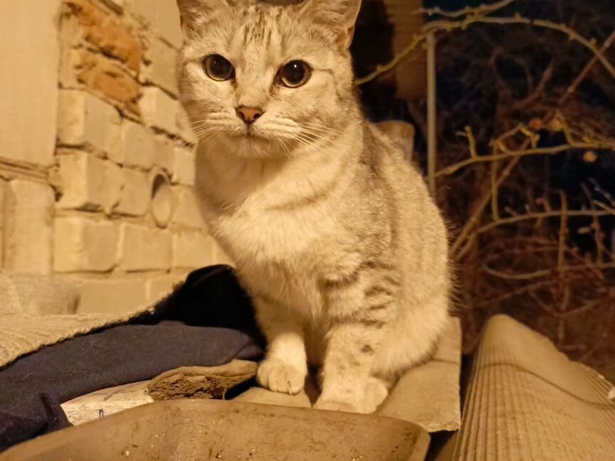 Кошка
