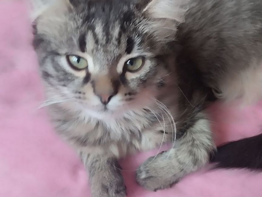Кошка
