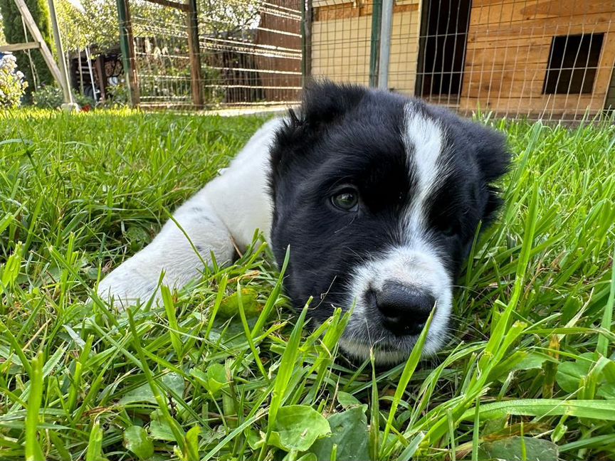 Среднеазиатская овчарка алабай щенки