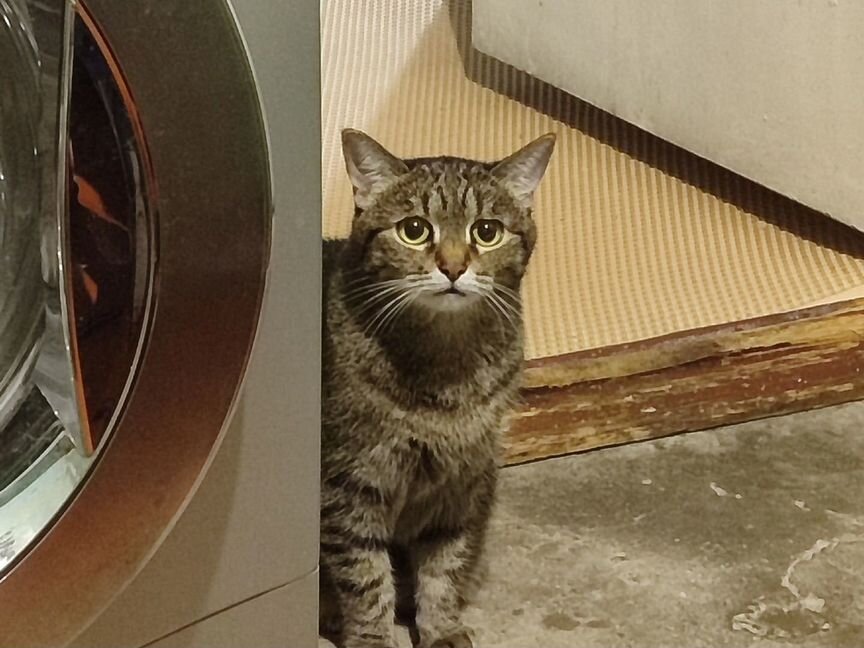 Отдам котеек в добрые руки