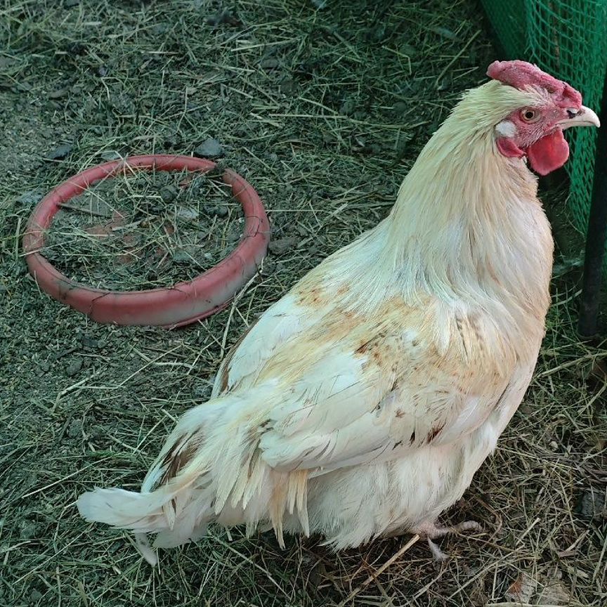 Продам петуха