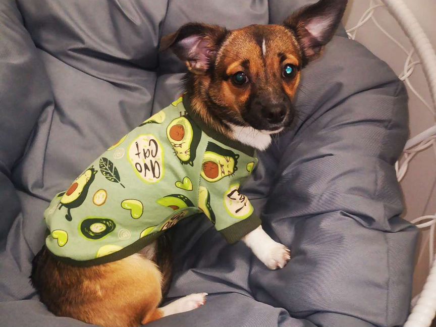 Одежда для кошек и собак мелких пород