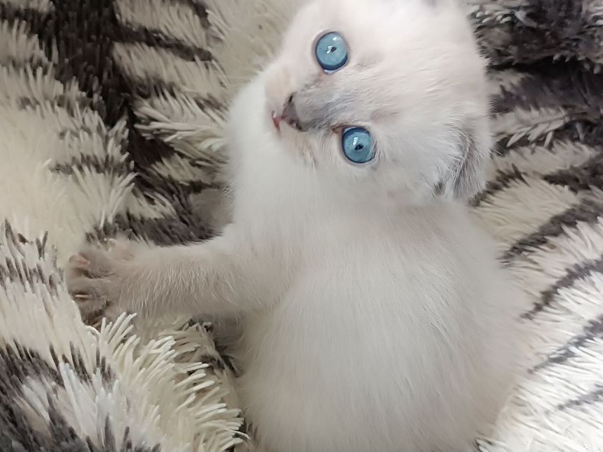 Шотландский вислоухий котенок