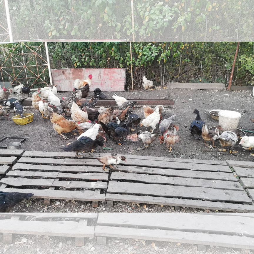 Куры несушки и индоутки