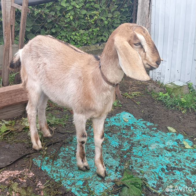 Продам Нубийскую козочку